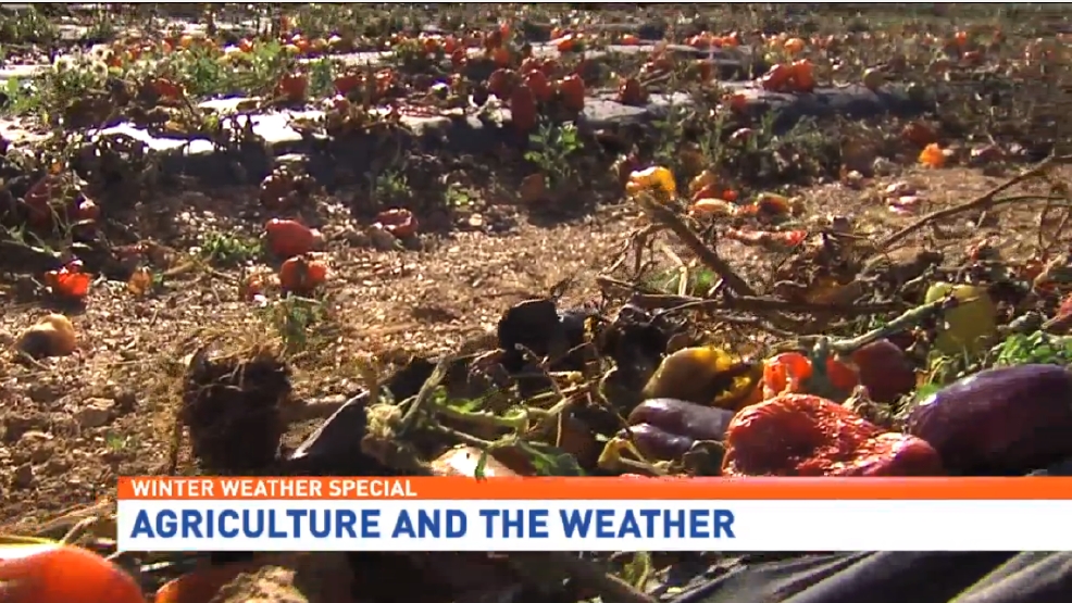 Farms affected by the warm weather in Fall months | WHP