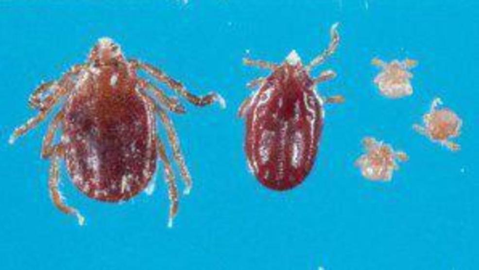 Invasive Longhorned tick found in North Carolina for first time | WTVC