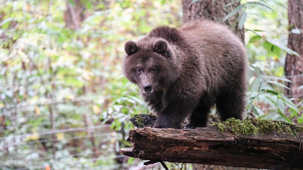 Spring season means bears come out of hibernation to look for food | KVAL