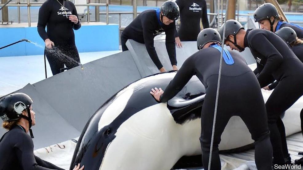 SeaWorld lays off 90 percent of employees due to COVID-19 pandemic | WGXA