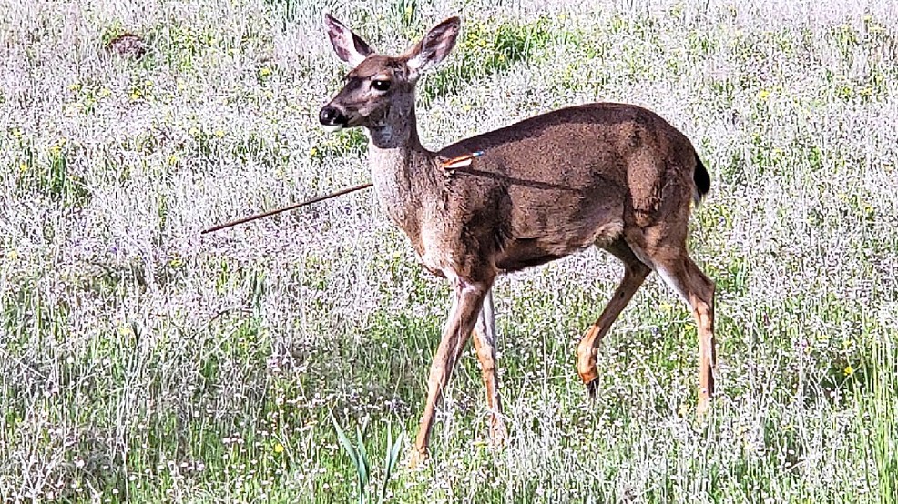 Man charged with shooting 2 live deer impaled with arrows | KATU