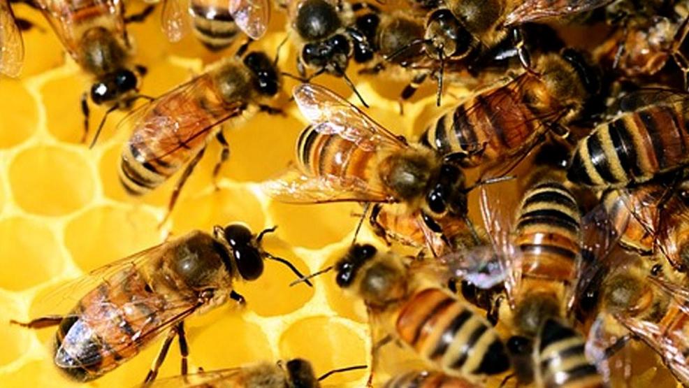 Bee infestation at Bakersfield home | KBAK