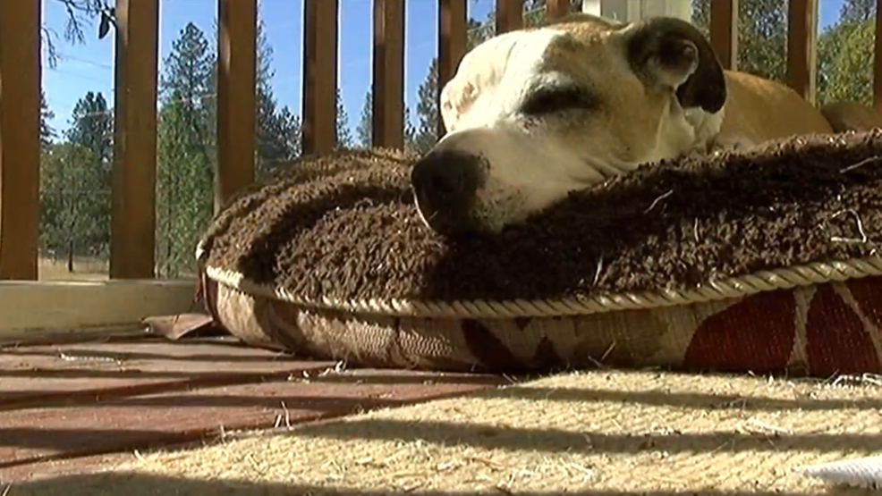 Homeward bound: Dog heads home after being lost for 3 years | KTVL