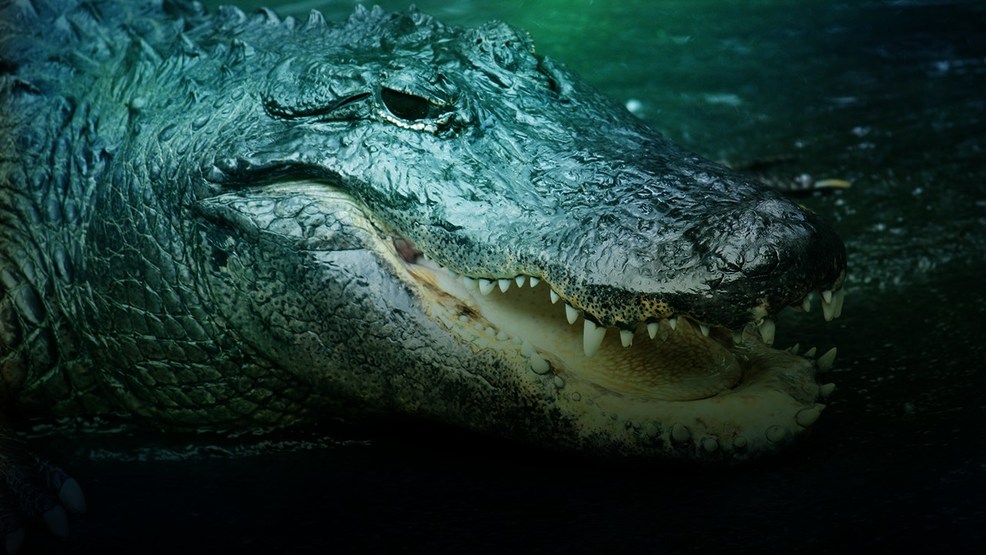 Alligators freeze in North Carolina swamp with noses above ice | WLOS