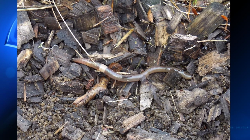 ‘Crazy Snake Worm’ named as new invasive species in Oregon | KATU