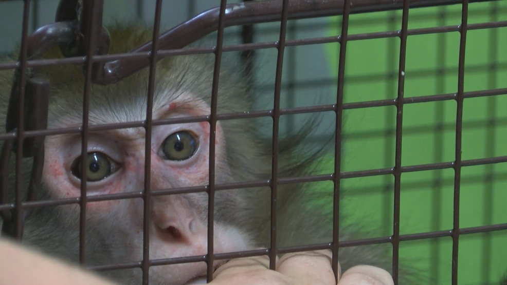 New home for neglected monkey | WCYB