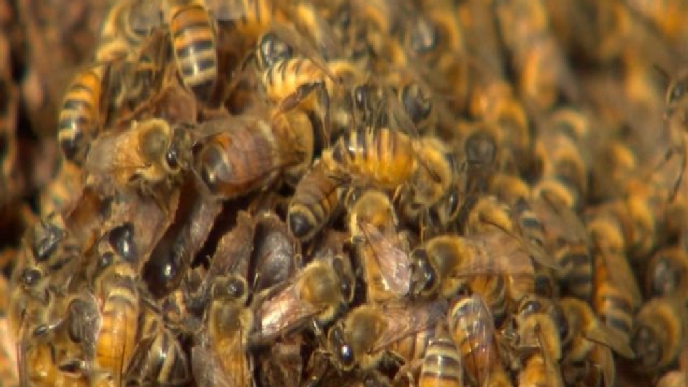 Massive bee hive discovered during Indiana home renovation | KSNV